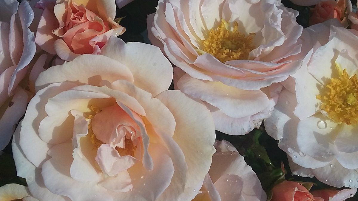BBC Radio Ulster - Gardeners' Corner, Local rose wins Belfast trials ...