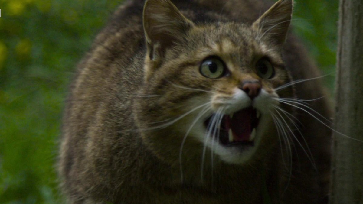 BBC One - Highlands - Scotland's Wild Heart, Highlanders, Scottish ...