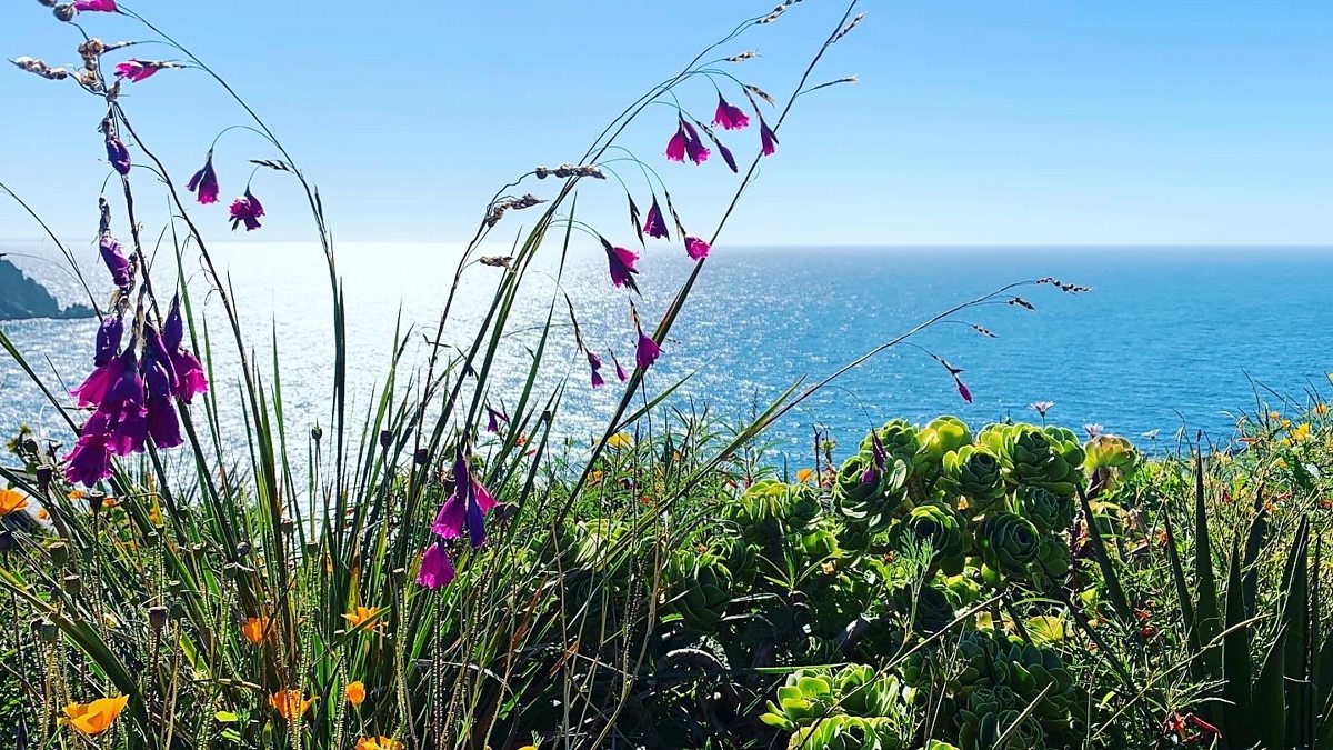 BBC Radio Cornwall - Jack Murley, "...whether you like flowers or ...