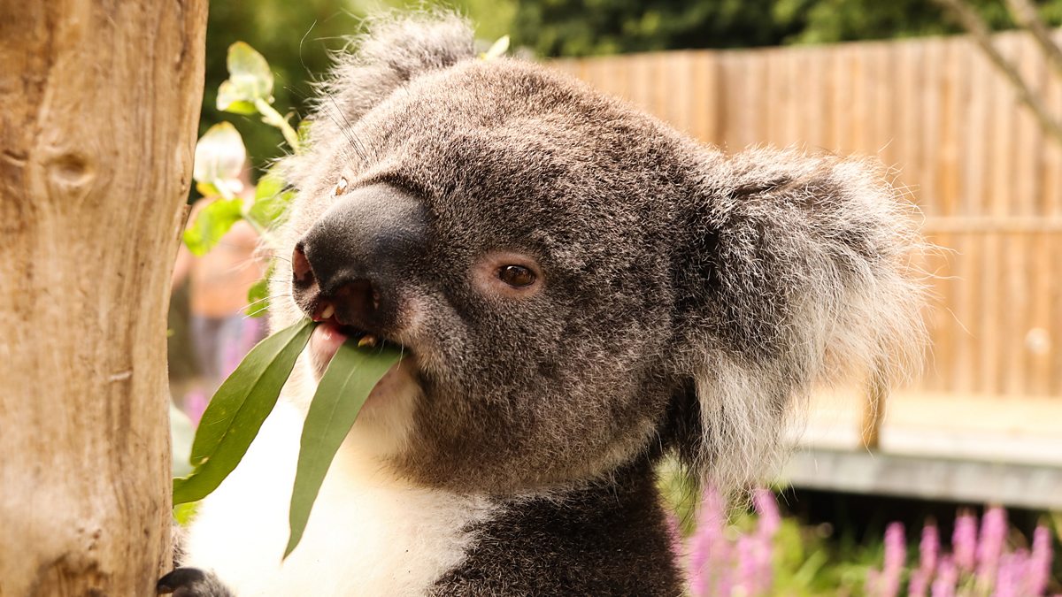 Animal Park - Summer 2020: Episode 3 - BBC iPlayer