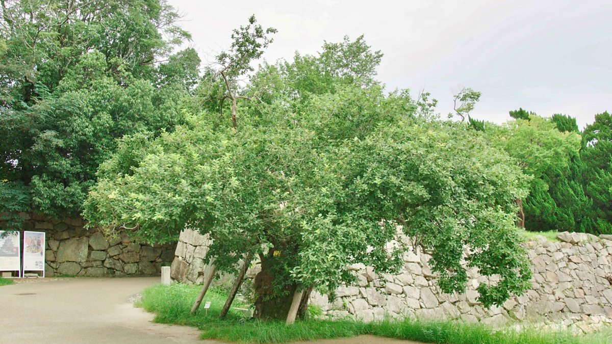 BBC Radio 4 - PM, Hiroshima Trees