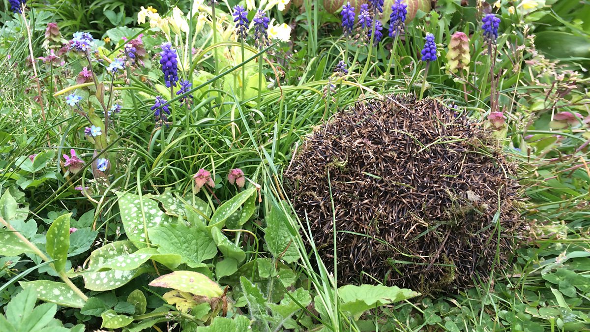 BBC Radio 4 - Gardeners' Question Time, GQT At Home: Episode Twenty