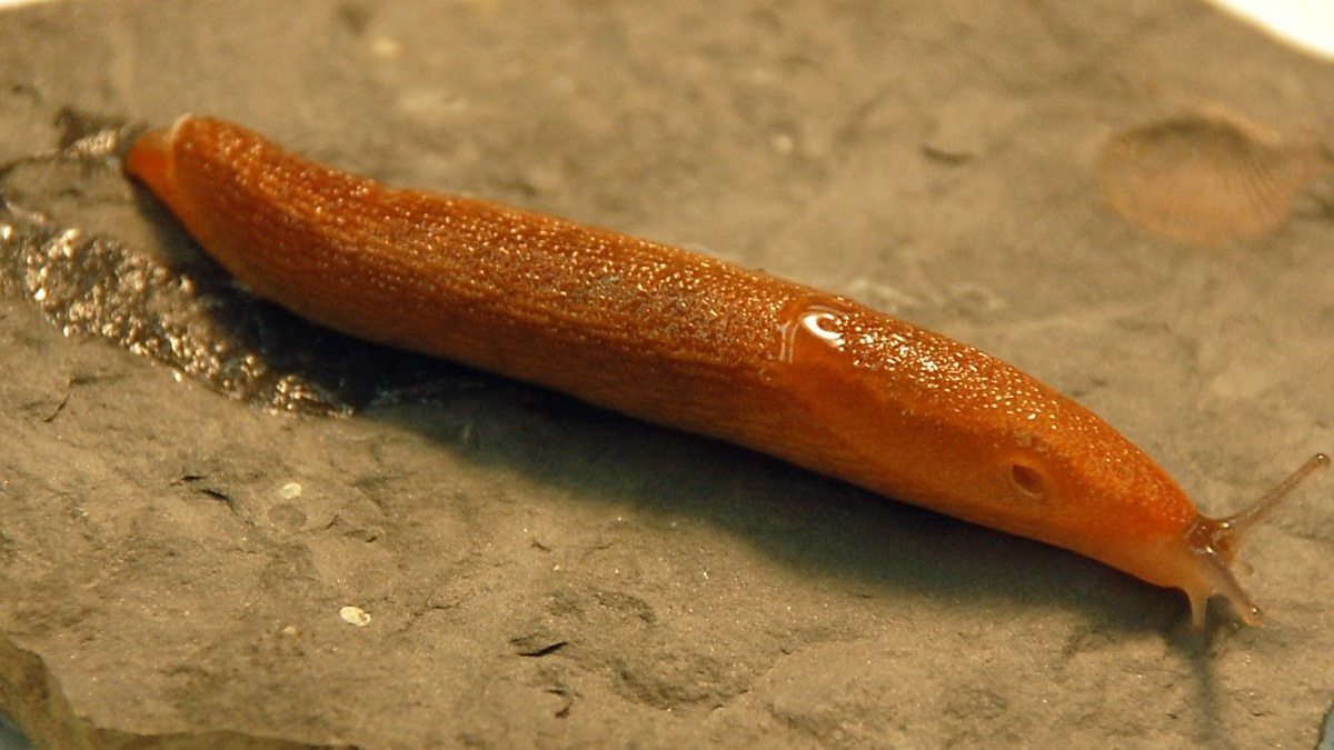 BBC World Service - CrowdScience, What is the point of slime?, How slug ...