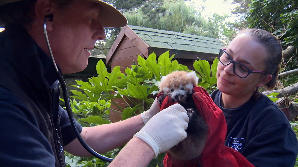 BBC Scotland - Inside the Zoo, Series 1, Trailer for Inside the Zoo ...