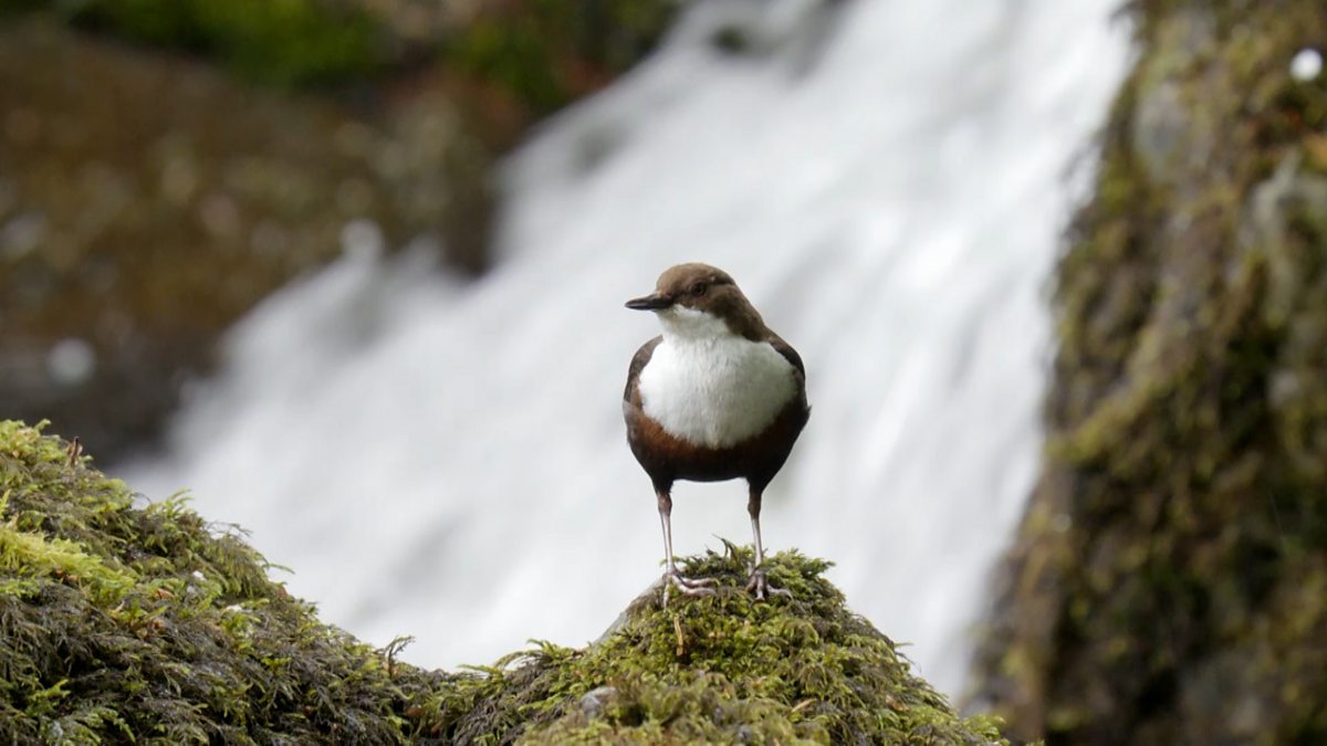 BBC Two - Springwatch, 2020, Episode 2, Delightful dippers