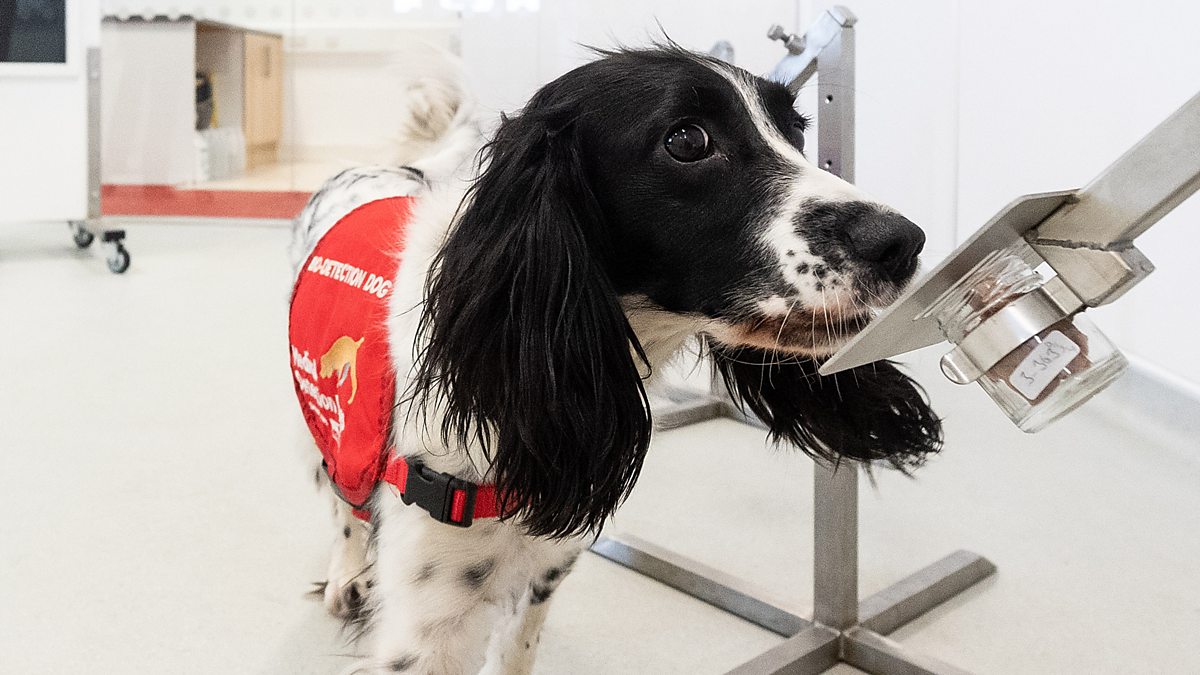 BBC World Service - Health Check, Covid-19 sniffer dogs being trained