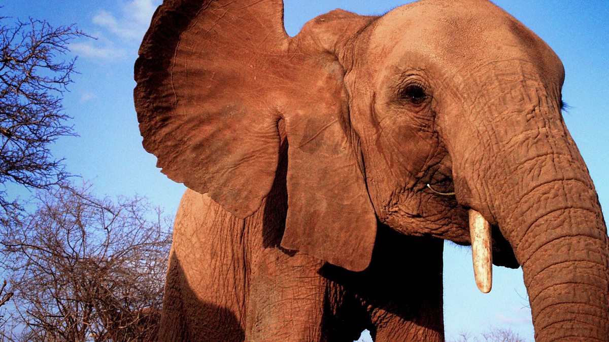 BBC Two - Elephant Diaries - Episode guide