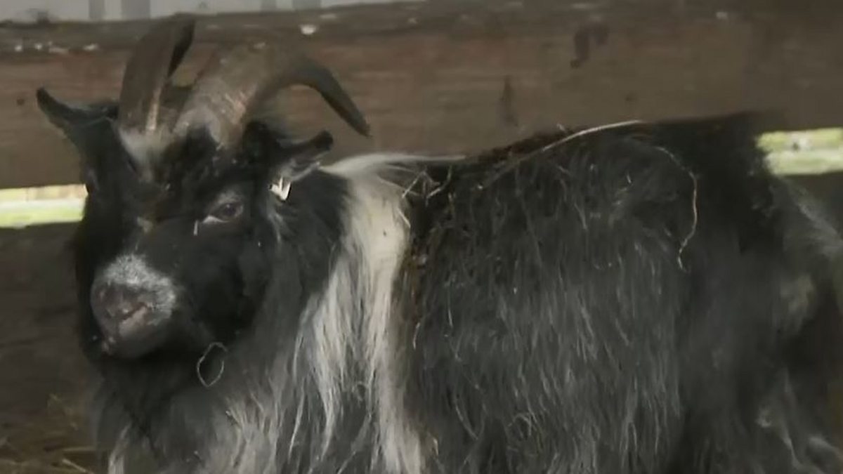 BBC Two - This Farming Life, Series 4, Episode 5, Pluto the Pgymy Goat