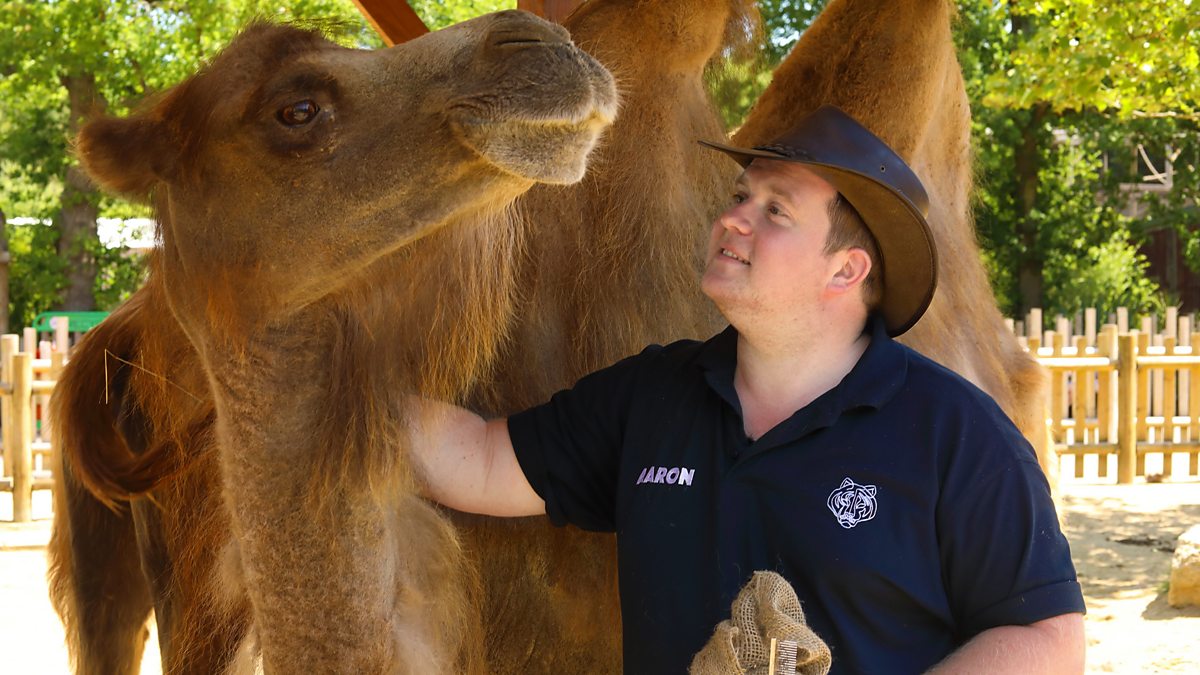 One Zoo Three - Series 1: 3. The Heatwave - BBC iPlayer