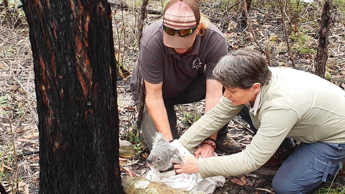BBC Radio 4 - Costing the Earth, Bushfire Animal Rescue