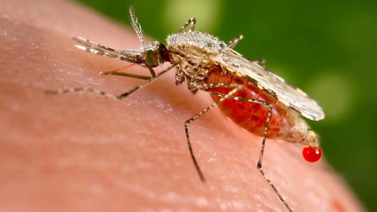 BBC World Service - Science In Action, How an invasive mosquito could ...