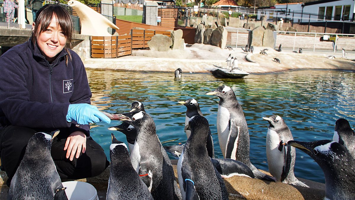 BBC iPlayer - Inside the Zoo - Series 1: Episode 7 - Signed