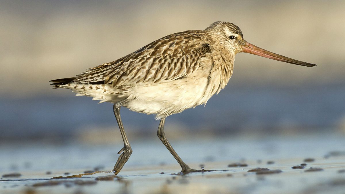 BBC World Service - Newsday, Longest non-stop flight for bird