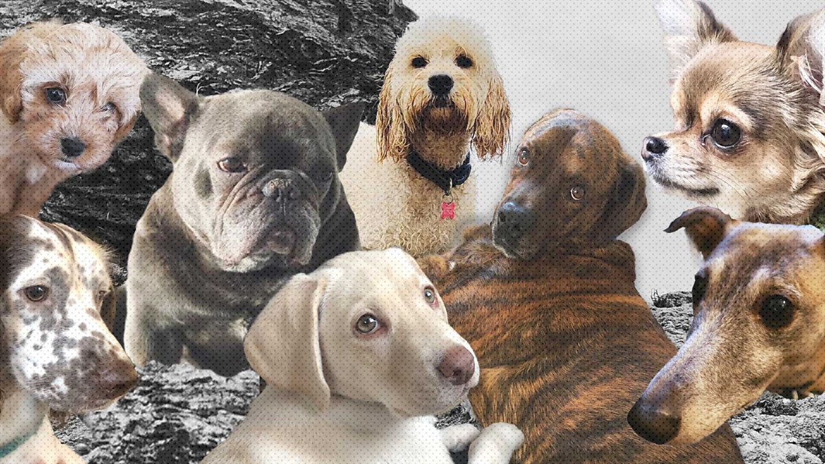 BBC Radio 4 Extra - Fifteen Dogs by André Alexis