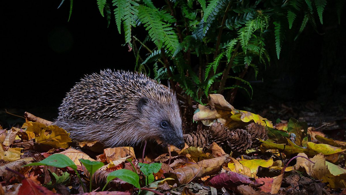 BBC Two - Autumnwatch, 2020, Episode 8 - Clips