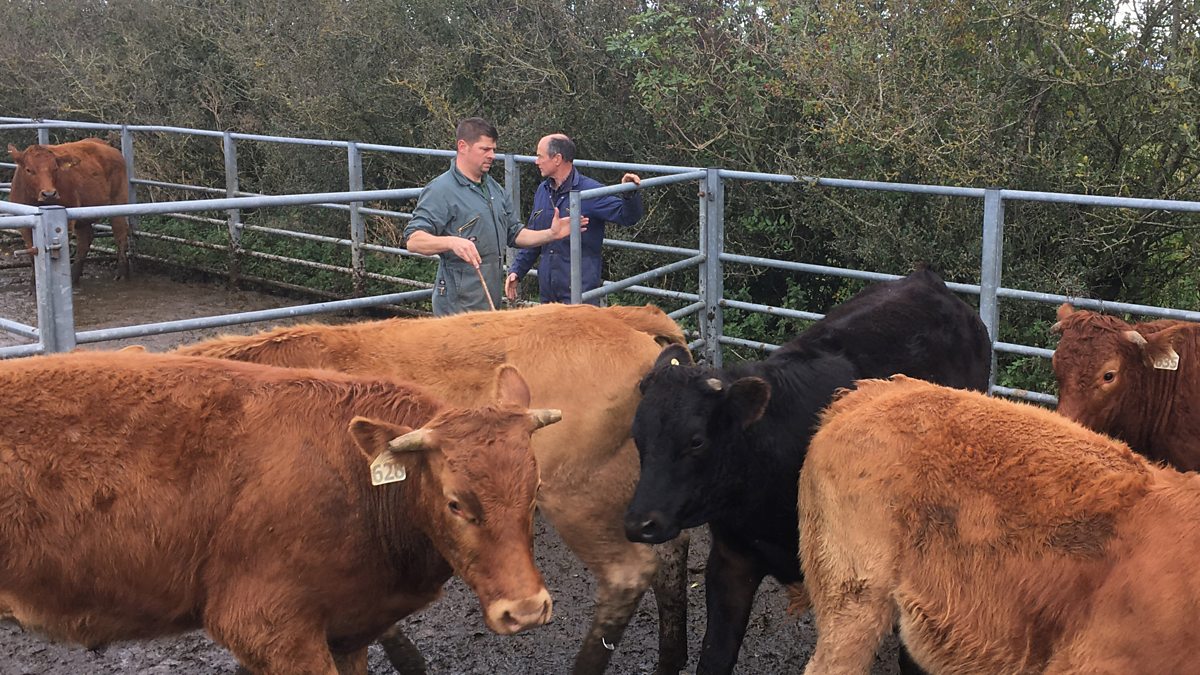 BBC Radio 4 - On Your Farm, Solway Marsh Cattle