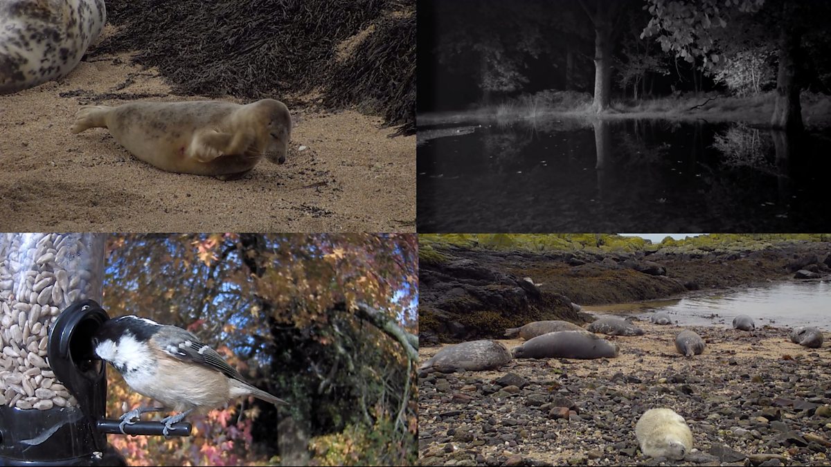 BBC Two - Autumnwatch, What to look out for this Autumnwatch