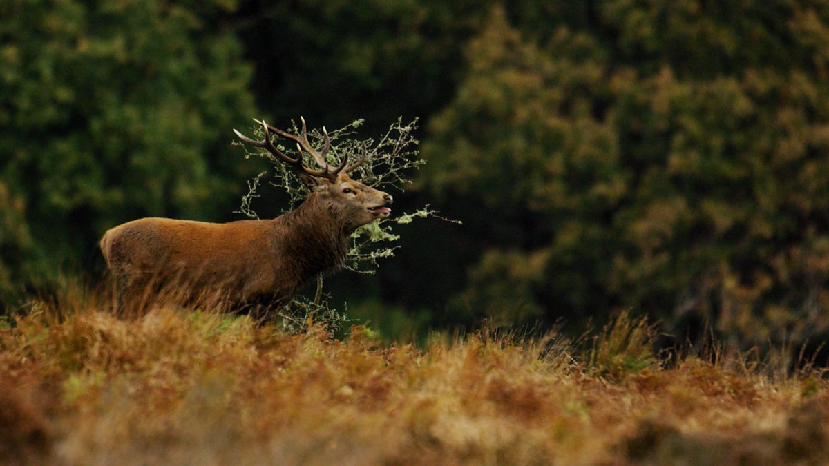 BBC Two - Autumnwatch, 2020, Episode 1, Your favourite things about autumn