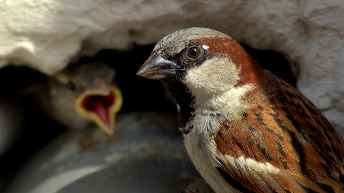 BBC Blogs - Springwatch - Generational amnesia is masking nature’s decline
