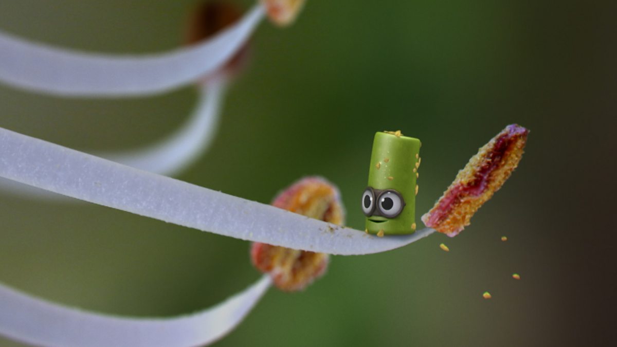 Tiny Wonders - Series 1: 4. Anther - BBC iPlayer