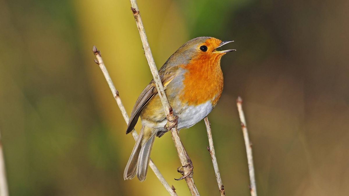 BBC World Service - Discovery, Birds: singing for survival