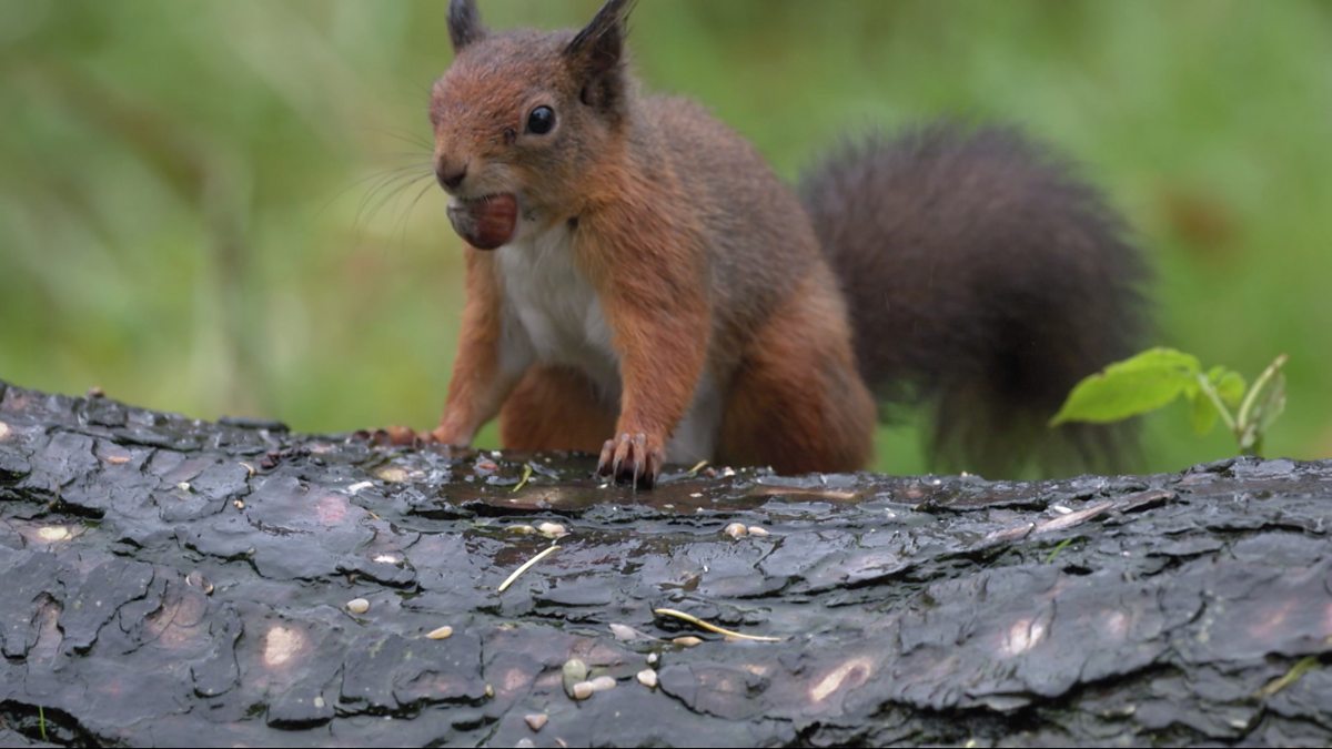 BBC Two - Autumnwatch, 2020, Episode 8, Autumn: A season to remember
