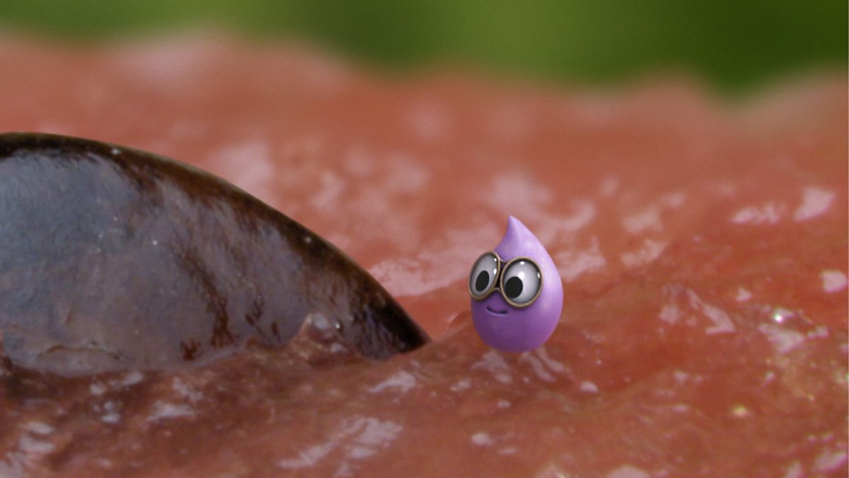 Tiny Wonders - Series 1: 6. Watermelon - BBC iPlayer