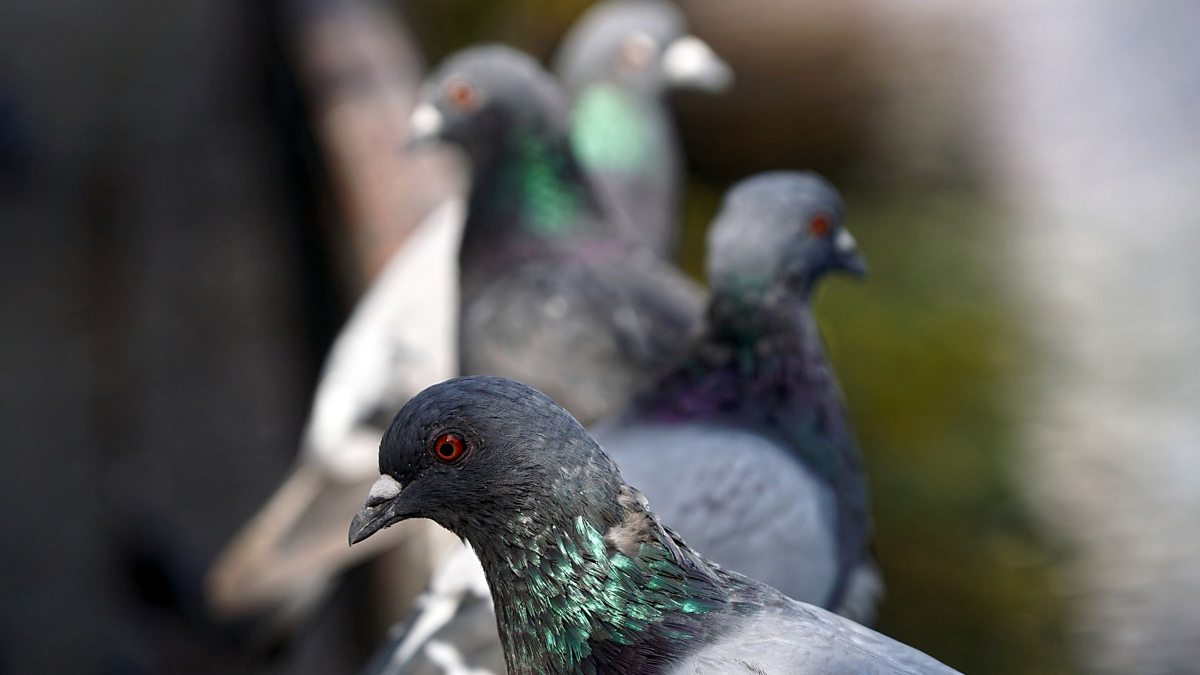 BBC Scotland - BBC Scotland - Why are pigeons leaving our towns and cities?
