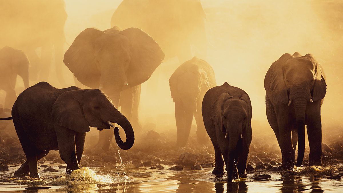 BBC Two - Waterhole: Africa's Animal Oasis, Series 1 - Next on