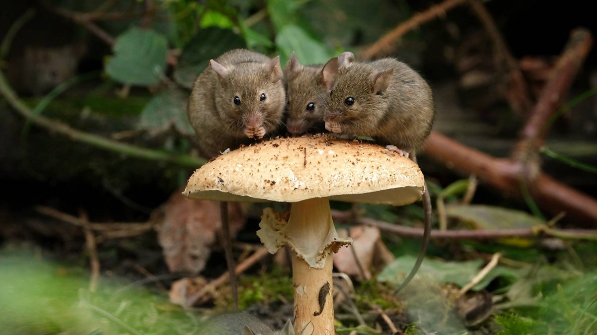 BBC Radio Sheffield - Mid-morning on BBC Radio Sheffield, Paulette ...