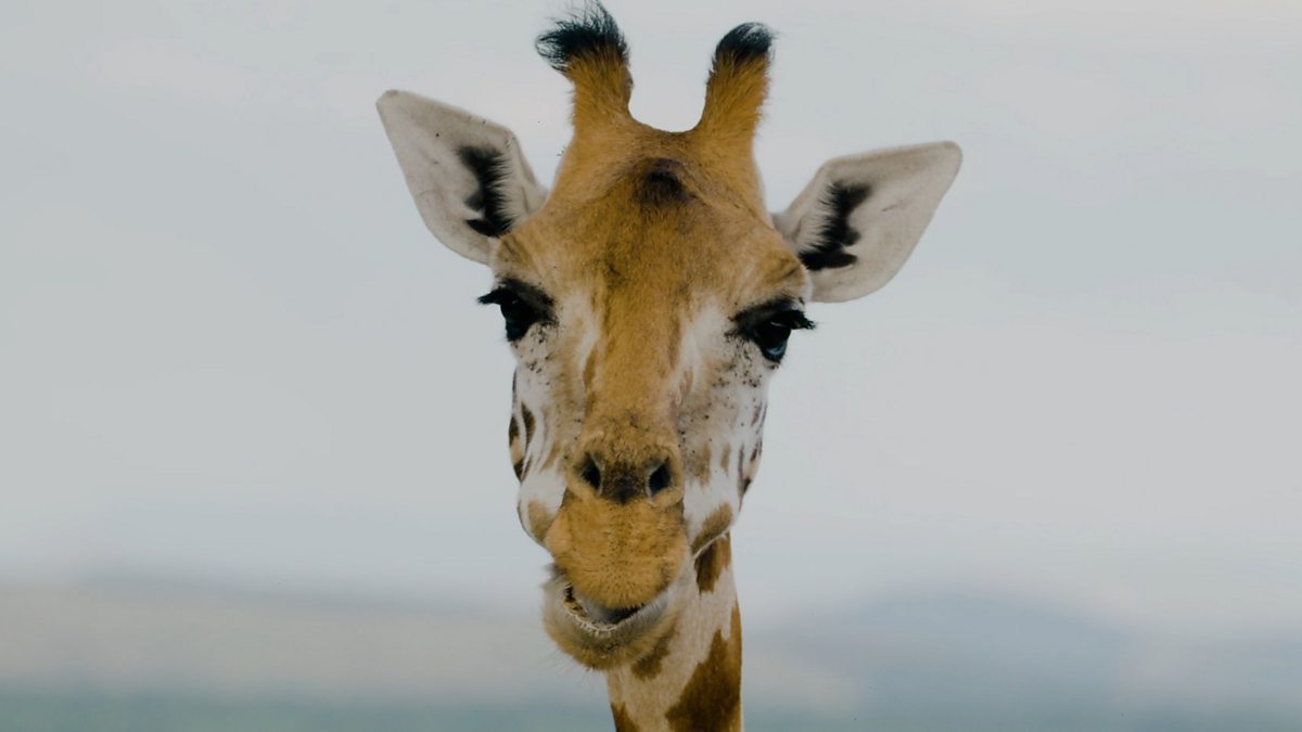 BBC World Service - Newsday, The stranded giraffes being rescued by raft