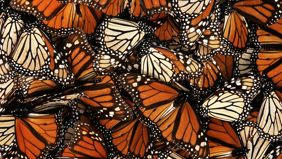 BBC Radio 3 - Between the Ears, Flight of the Monarch