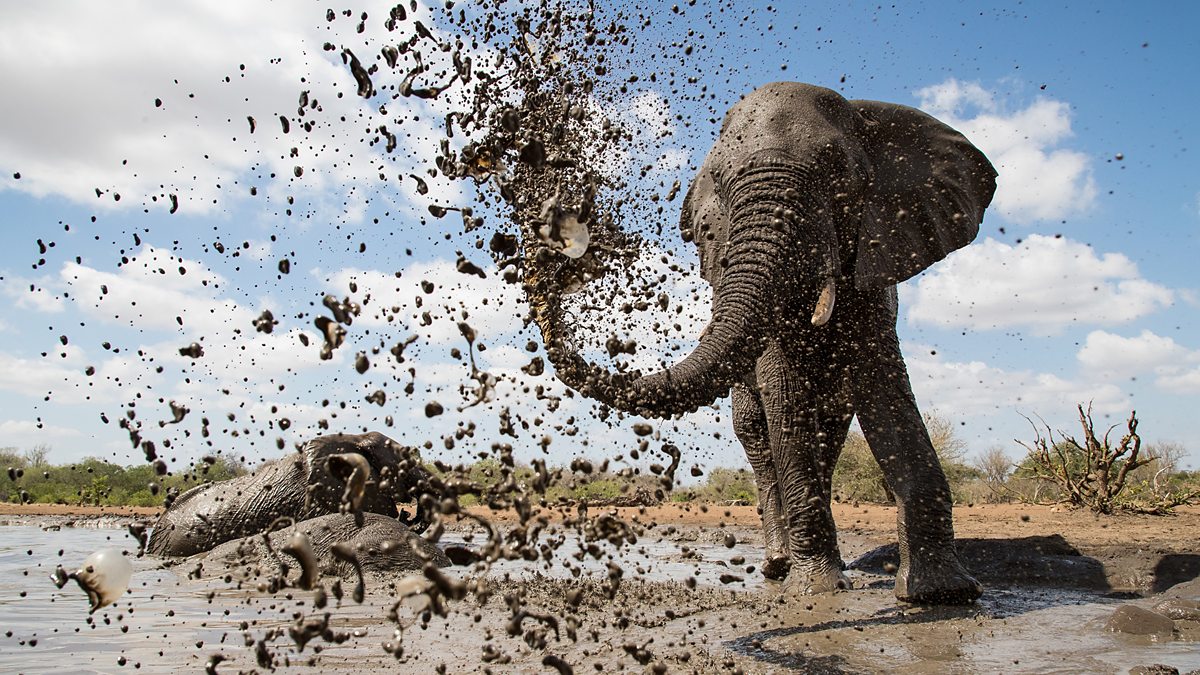 BBC Two - Waterhole: Africa's Animal Oasis - The Waterhole perspective