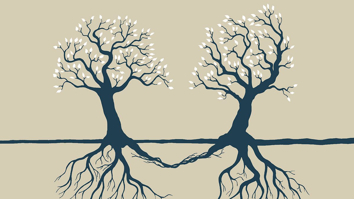 BBC Radio - 6 Minute English, Are trees intelligent?