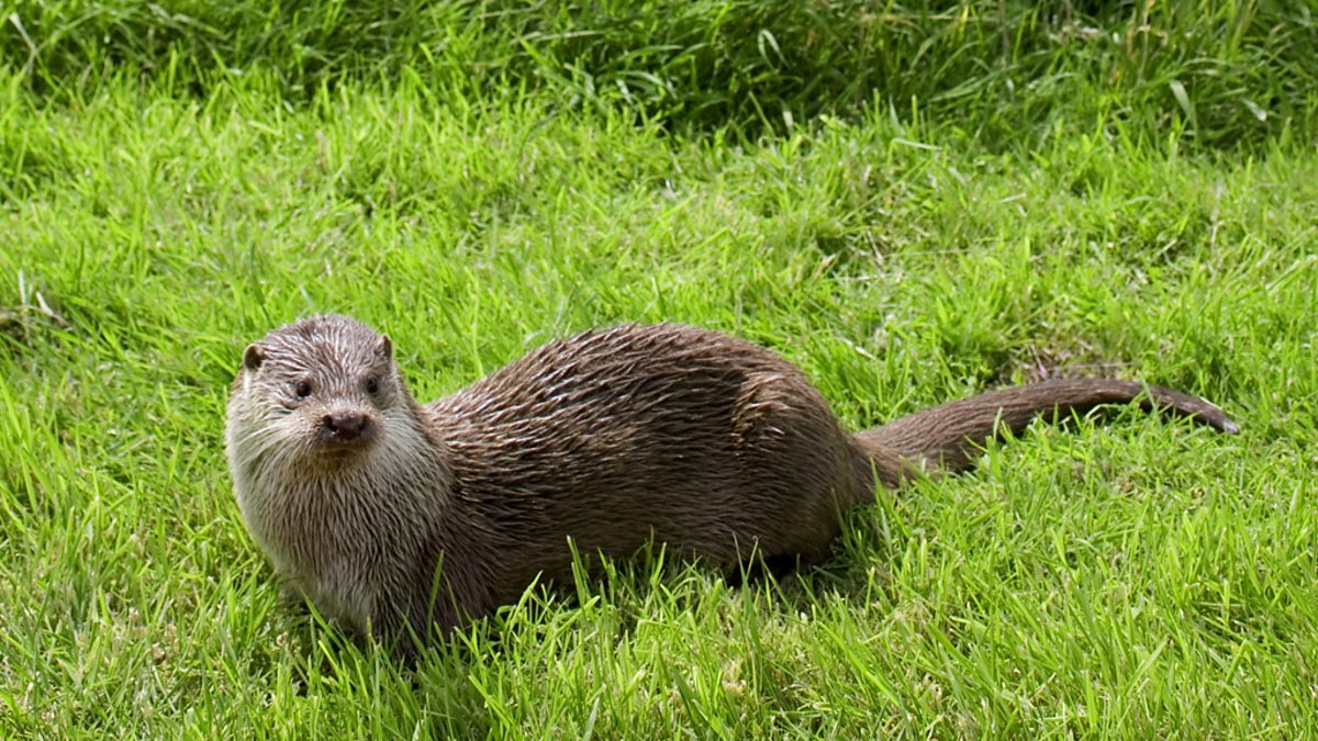 BBC Radio 4 Extra - Tarka the Otter by Henry Williamson (Omnibus)