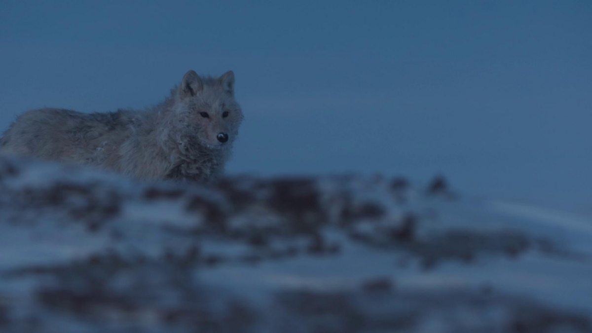 BBC One - A Perfect Planet, Series 1, The Sun, The wolves of Ellesmere ...