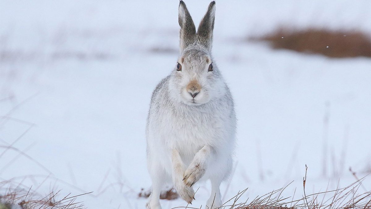 BBC Two - Winterwatch, Series 9, Episode 1 - Clips
