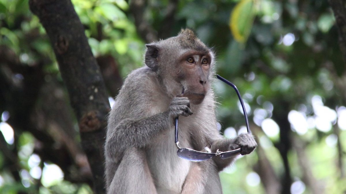 BBC World Service - Newsday, Why do these monkeys 'steal' certain items?