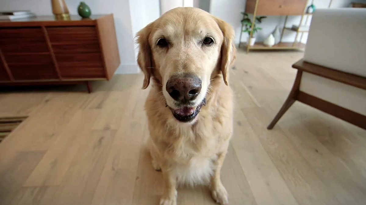 BBC News - Click, CES, CES 2021: From smart dog flaps to home robots