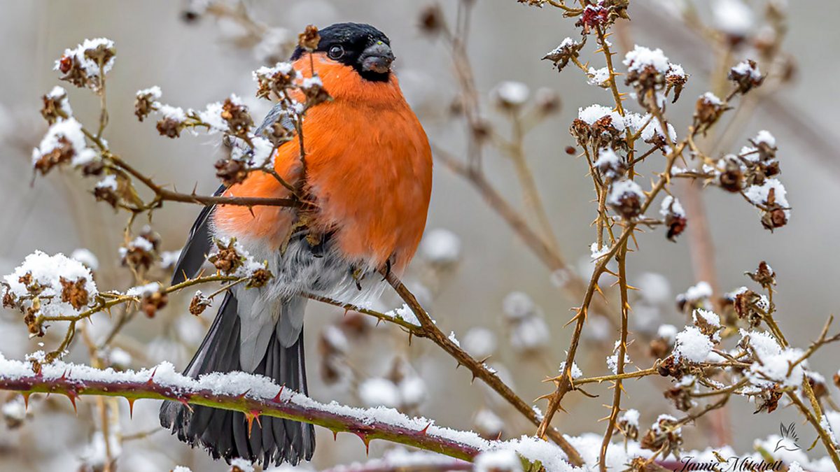 BBC Two - Winterwatch, Series 9, Episode 5 - Clips