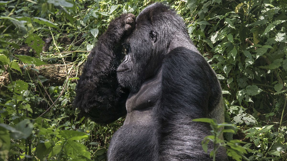 BBC World Service - Business Daily, Gorillas, guns and oil