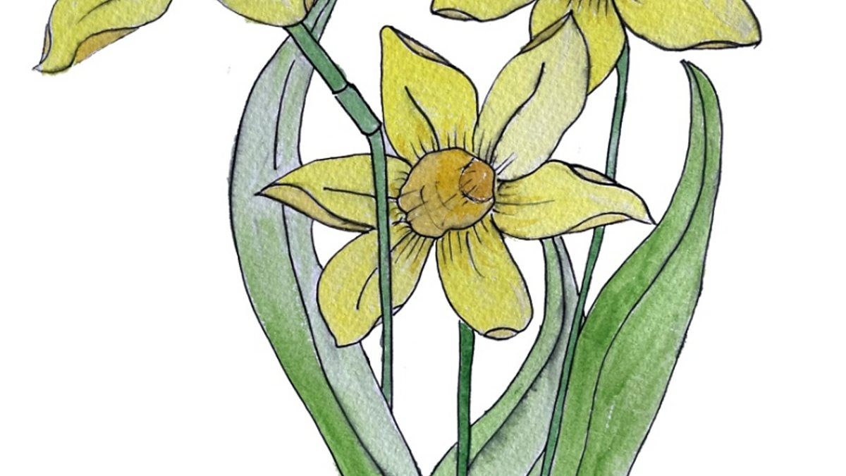 BBC Radio Cymru - Gwybodaeth - Lawrlwythwch gennin Pedr gan yr arlunydd ...