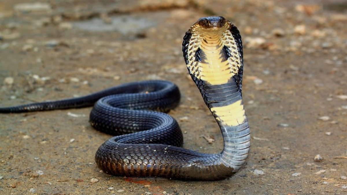 BBC Radio 4 - More or Less, Deaths at Home, Supermarket Infections and ...