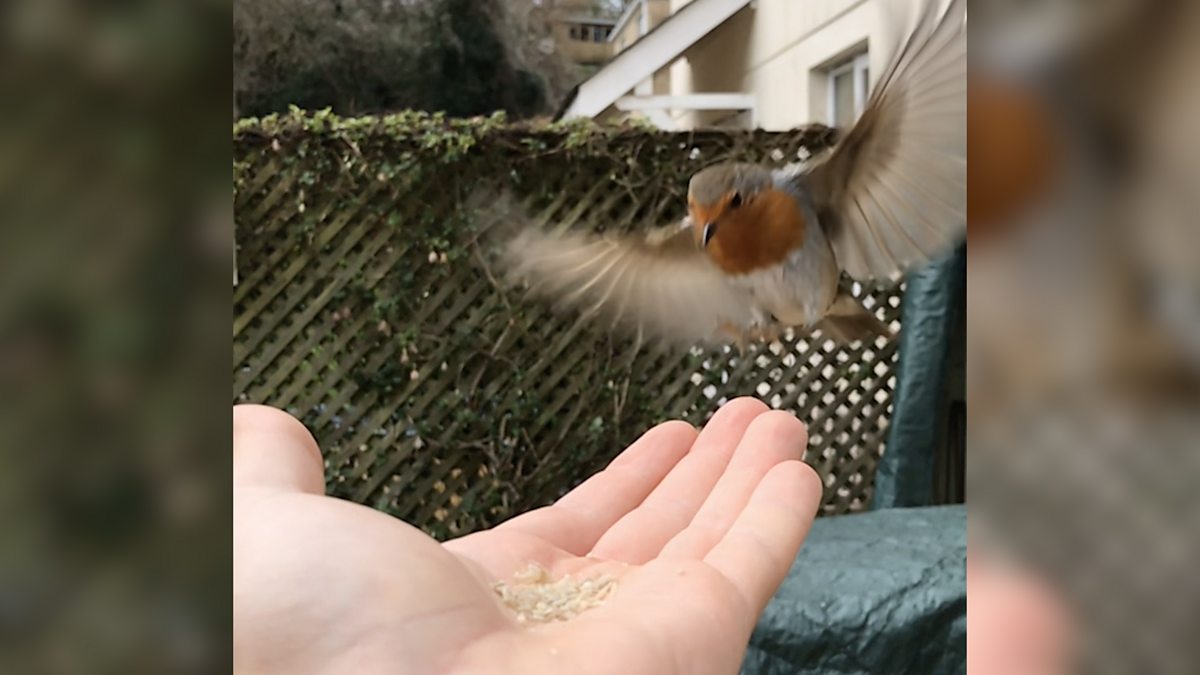 BBC Two - Winterwatch, Series 9, Hand-feeding robins: Winterwatch ...