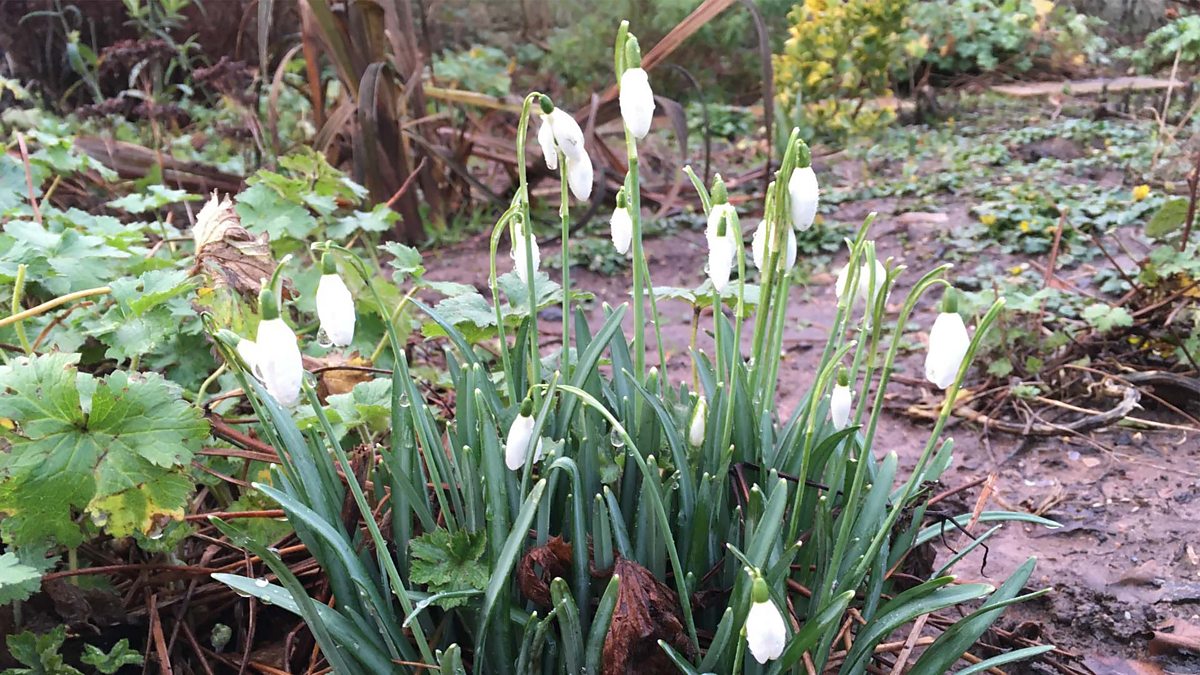 BBC Radio 4 - Open Country, Snowdrop Country