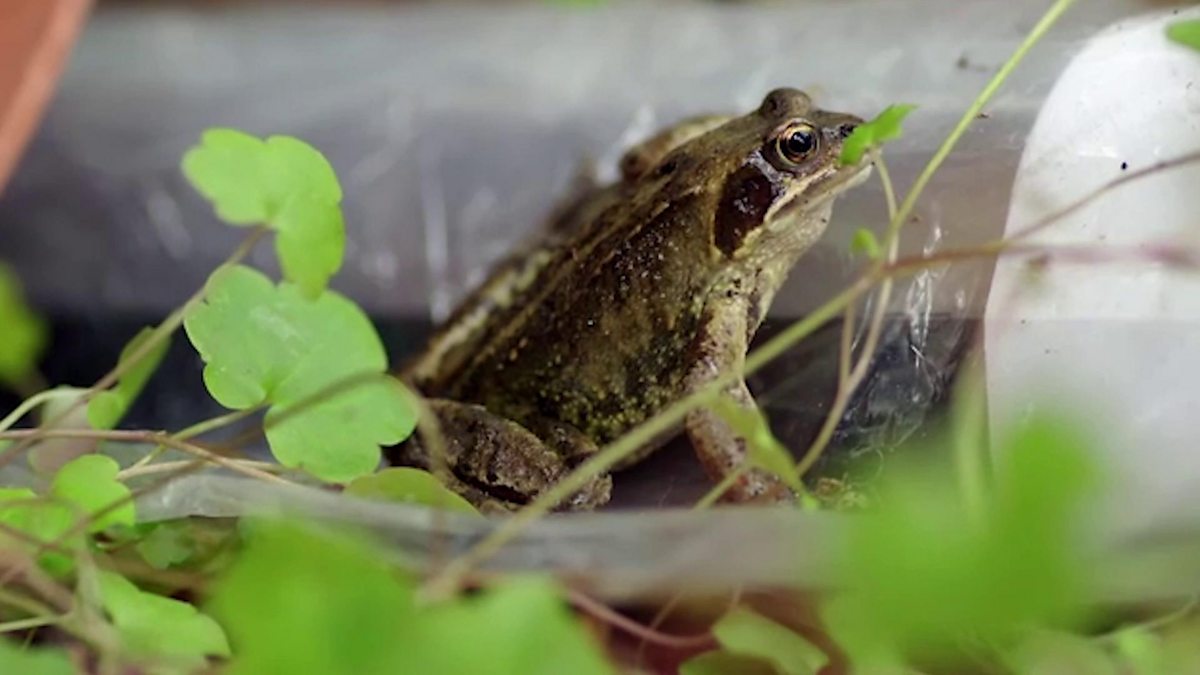 CBeebies - Teeny Tiny Creatures, Ferne and Rory's Teeny Tiny Creatures ...