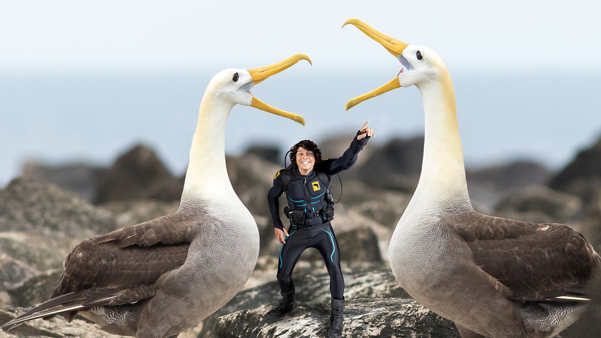 Andy's Aquatic Adventures - Series 2: 3. Andy and the Waved Albatross ...