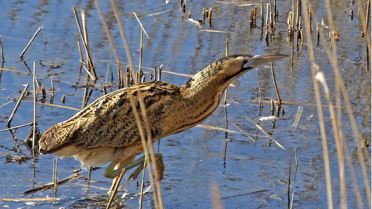 BBC Radio 4 - Tweet of the Day, Bittern