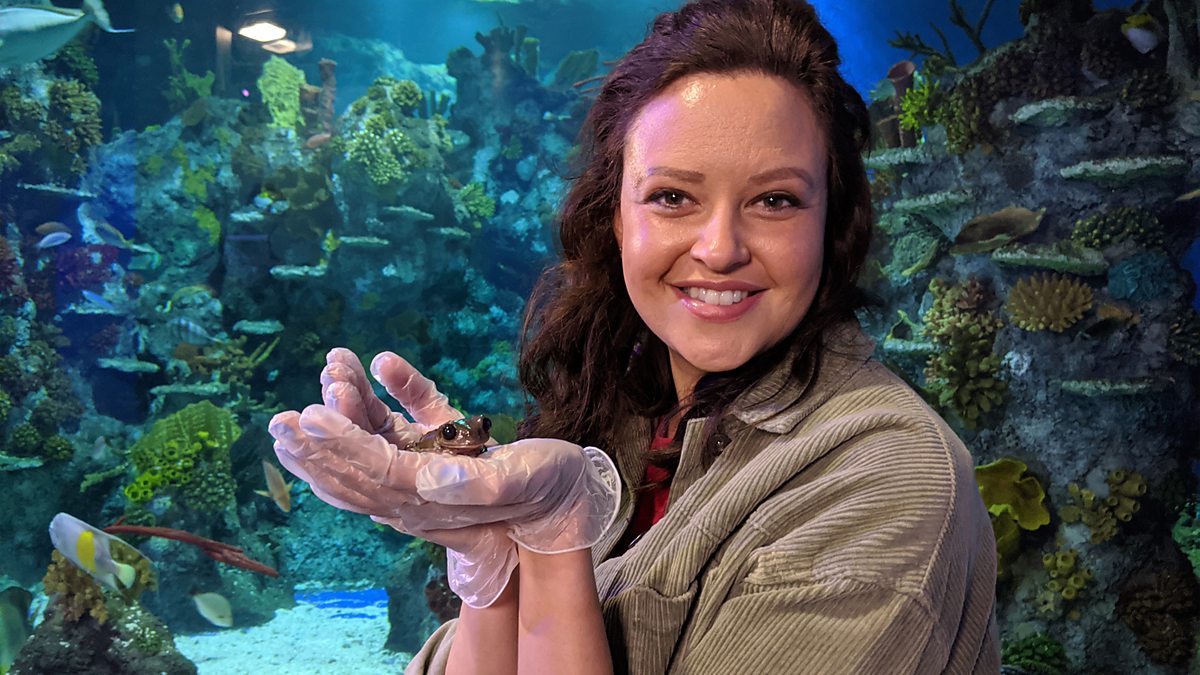 CBeebies - Teeny Tiny Creatures, Series 1 - Ferne and Rory, Frogs