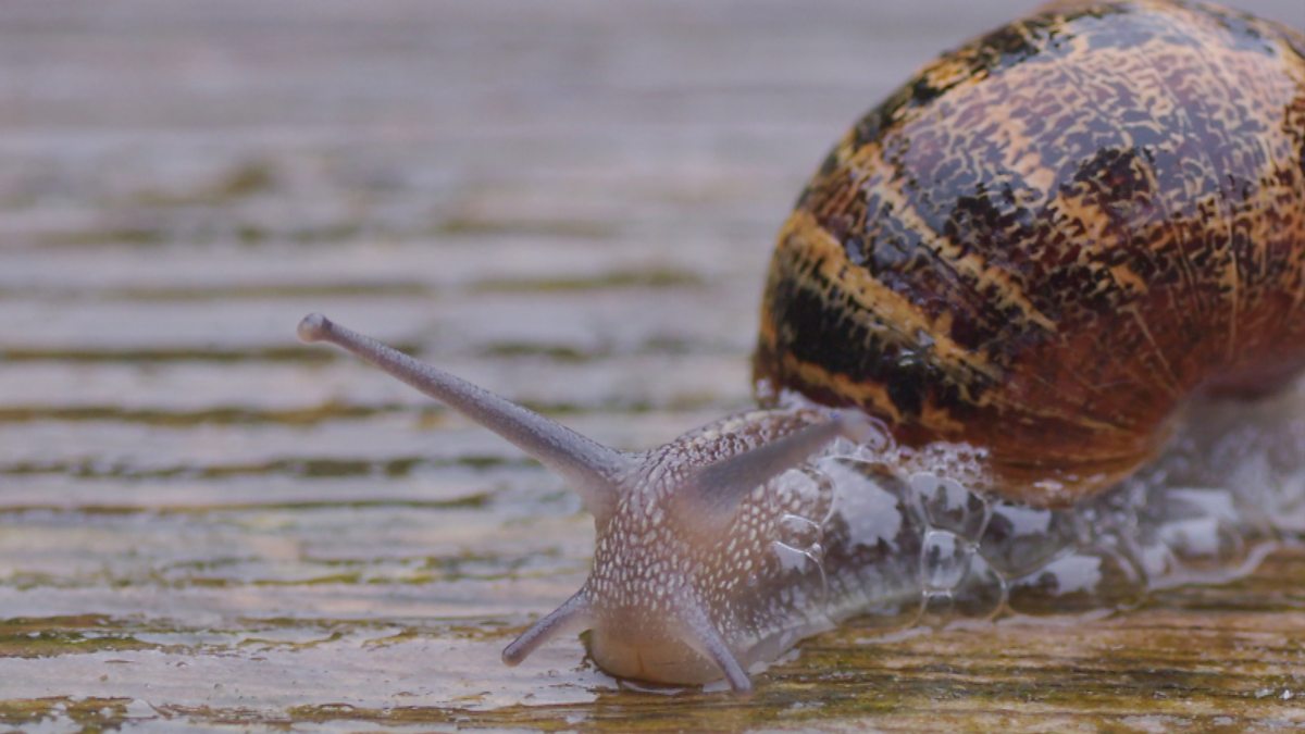 Teeny Tiny Creatures - Series 1 - Ferne and Rory: 6. Snails - BBC iPlayer